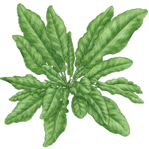 All About Growing Sorrel – Mother Earth News